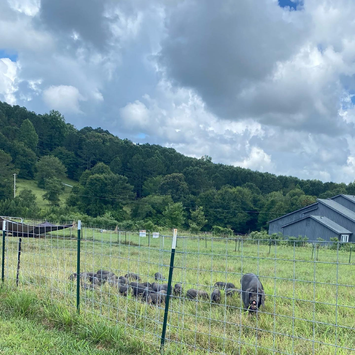 6 Pro Tips for Your 1st Farrowing. What I do to Promote Success ...